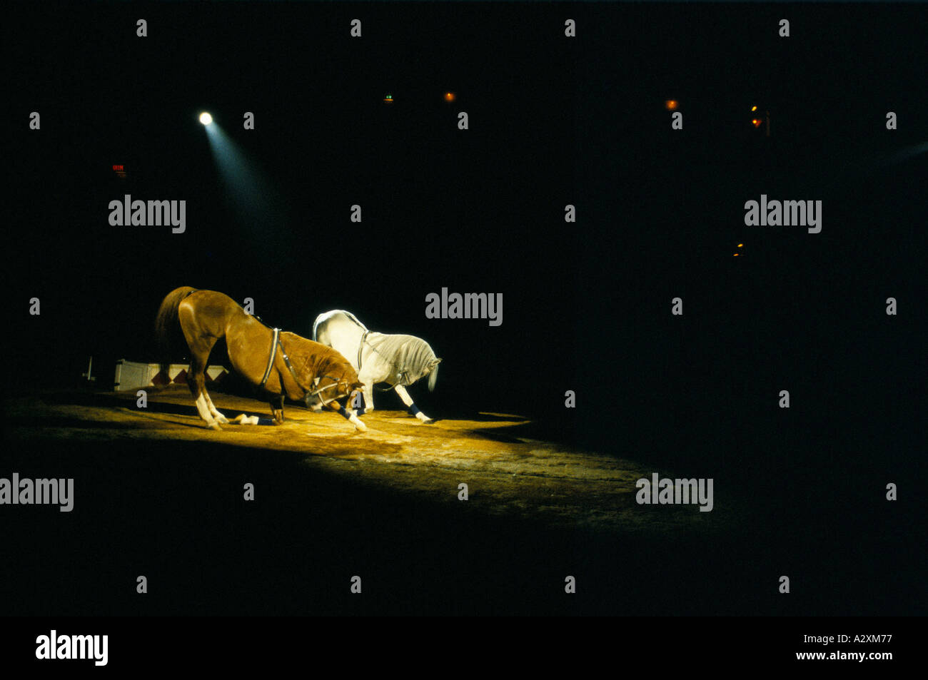 Circus horses hi-res stock photography and images - Alamy