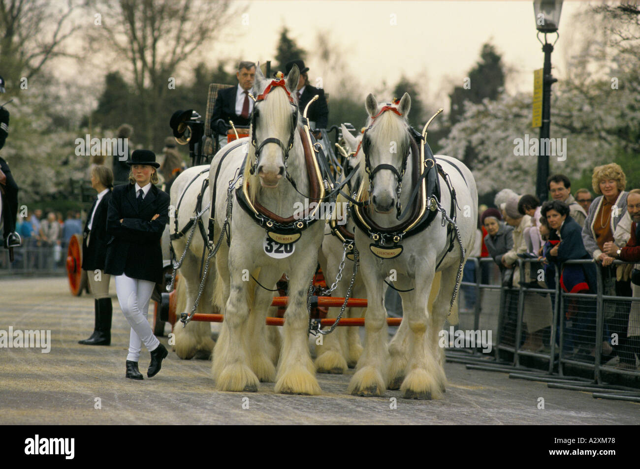 Shire animal horse people entertainment hobby tradition hi-res stock ...