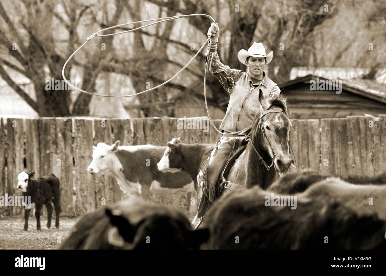 Black & white view of cowboy on horseback lassoing a cow during spring ...