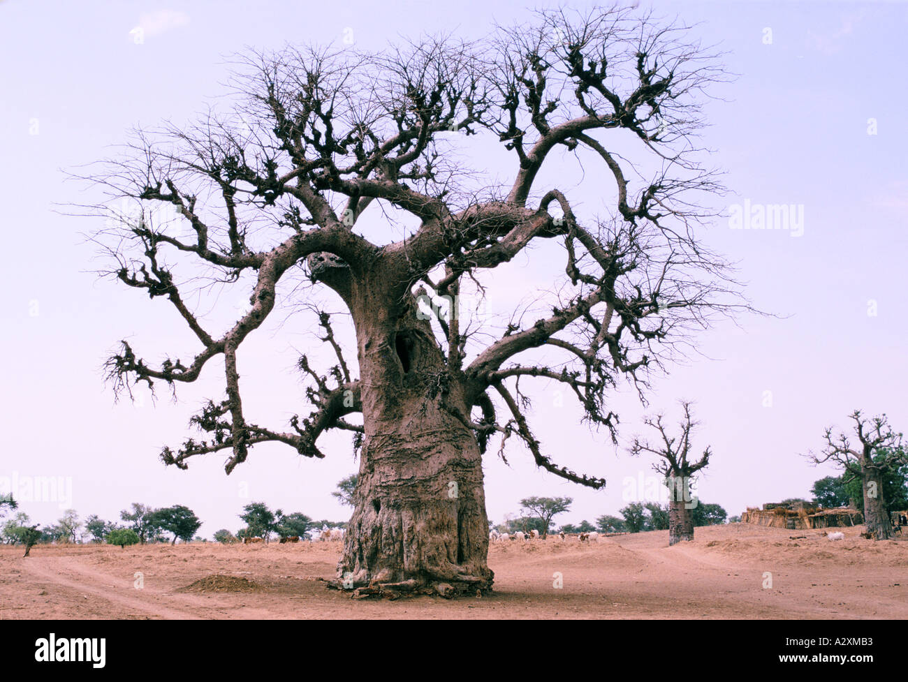 mali west africa 1995 an old boabab tree bankass region Stock Photo - Alamy