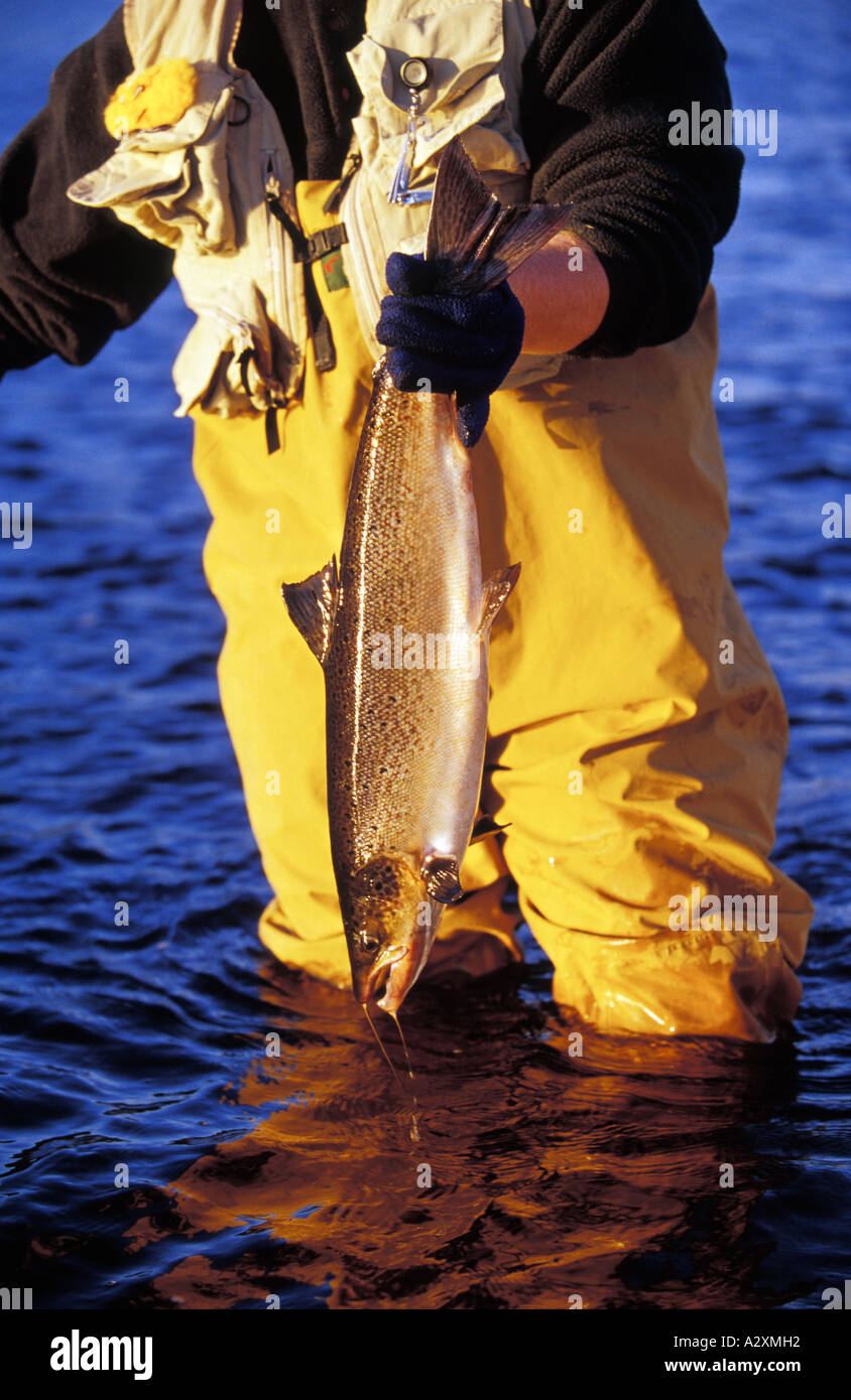 Fish eagle lodge hi-res stock photography and images - Alamy