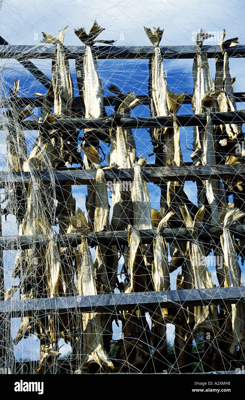 Racks of fish hanging to dry, Norway, Scandinavia Stock Photo - Alamy