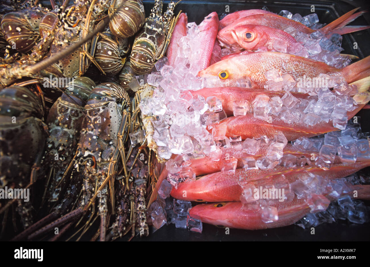 CARIBBEAN ST MARTINS Town of Marrigot Fresh fish on display at open air ...