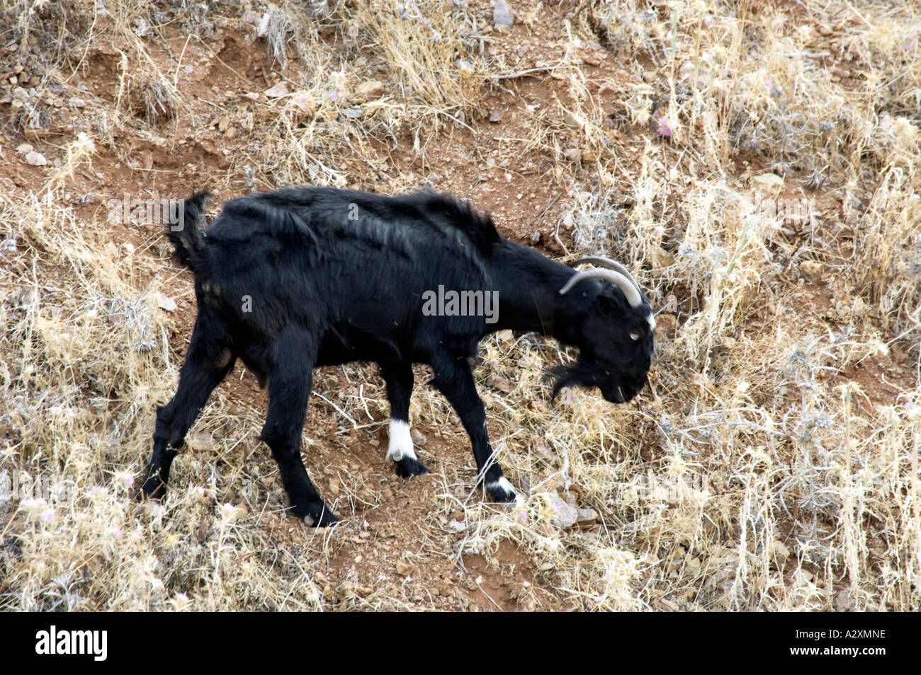 Black goat on hillside hi-res stock photography and images - Alamy