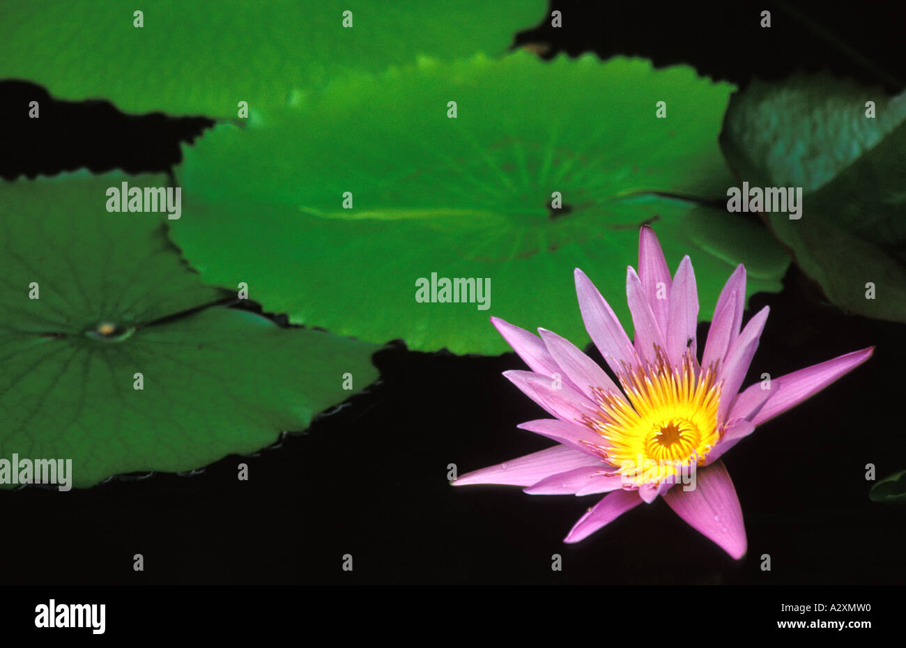 Egyptian blue lotus hi-res stock photography and images - Alamy