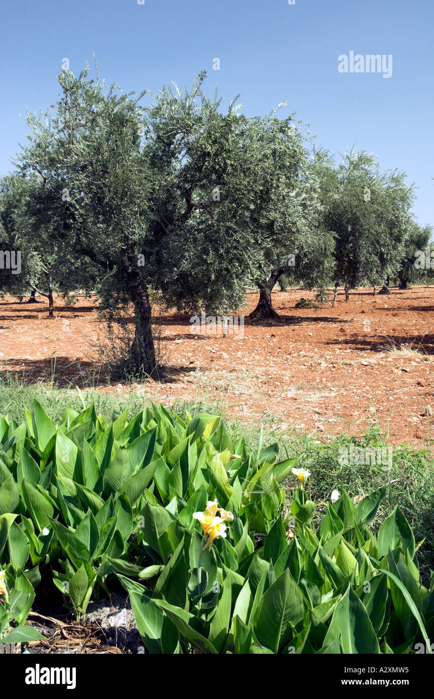 Olive groves in rural Turkey Stock Photo - Alamy