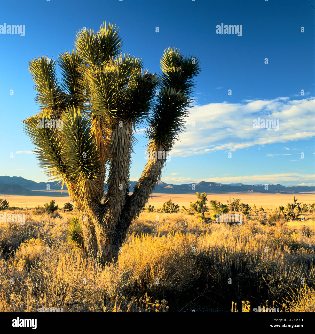 Warm springs nevada hi-res stock photography and images - Alamy