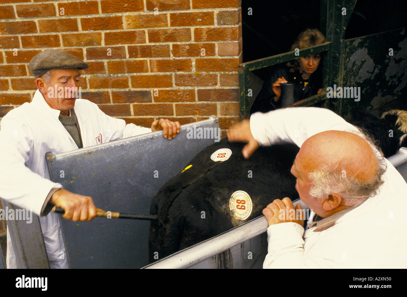 prodding a cow towards ring Stock Photo - Alamy