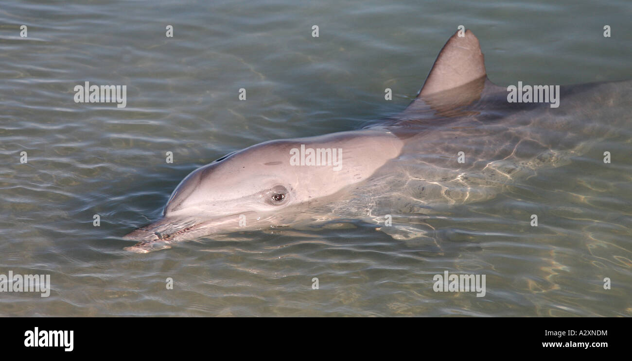 Bottlenosed Dolphin Monkey Mia West Australia Stock Photo - Alamy