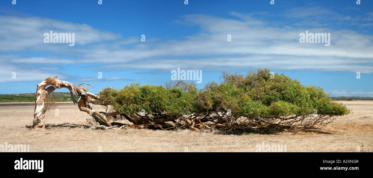 Leaning tree Greenough west australia Stock Photo - Alamy