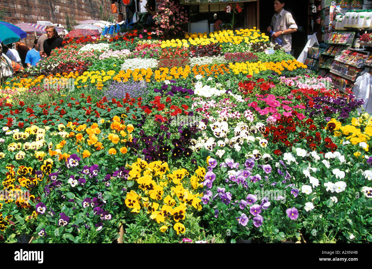 OLD Istanbul, Colorful Flower Garden located at spice market, turkey ...