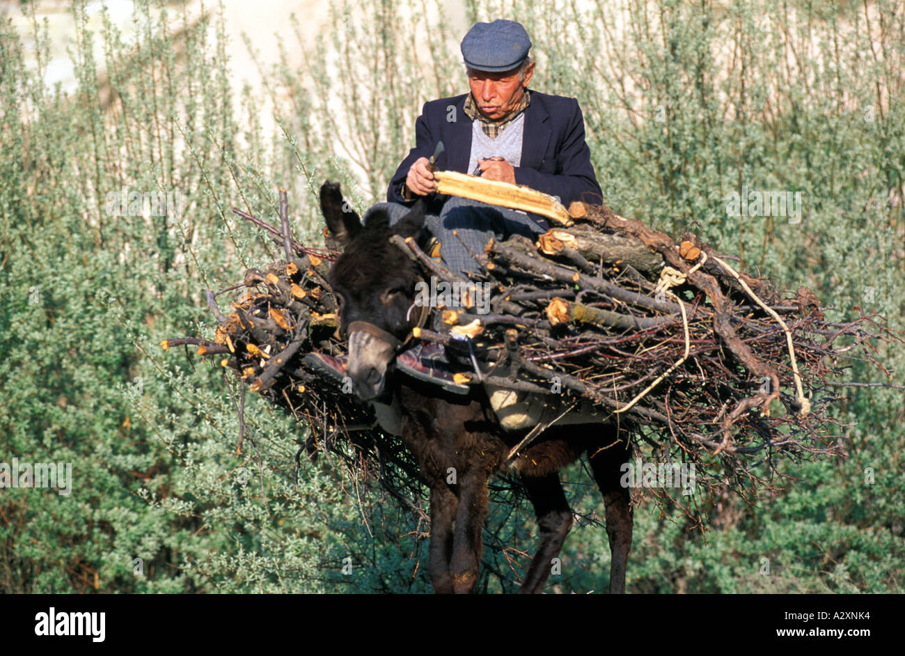 TURKEY Turkish farmer riding donkey with stack of wood Cappadocia ...