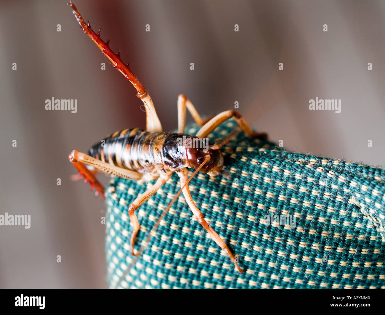 Weta insect new zealand hi-res stock photography and images - Alamy