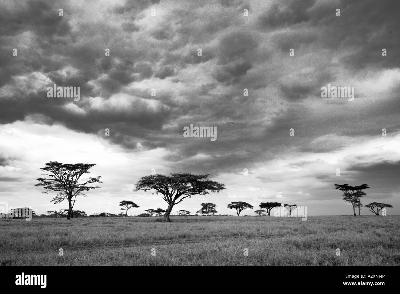 Rain forest trees and wood Black and White Stock Photos & Images - Alamy