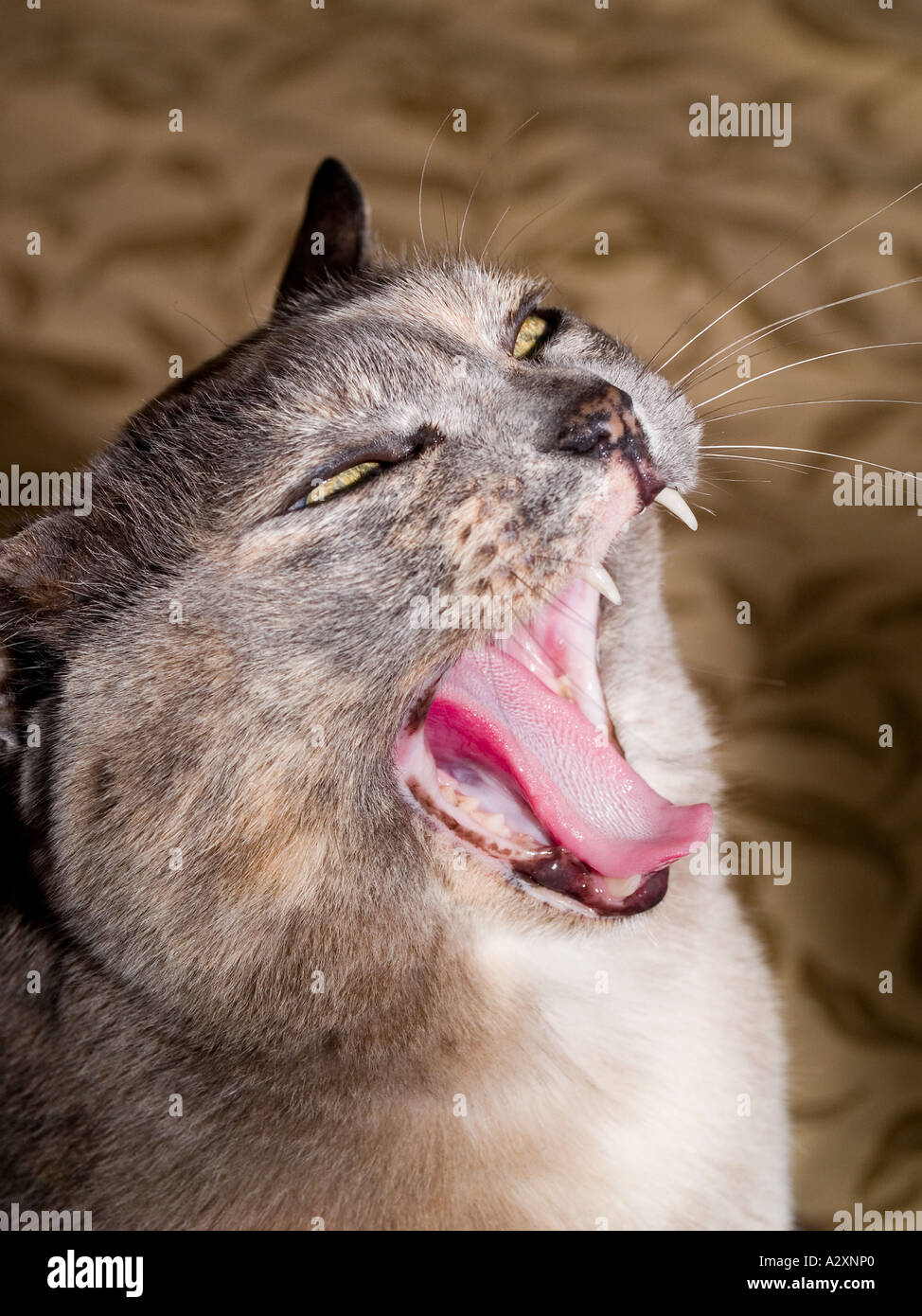 Pop cat hi-res stock photography and images - Alamy