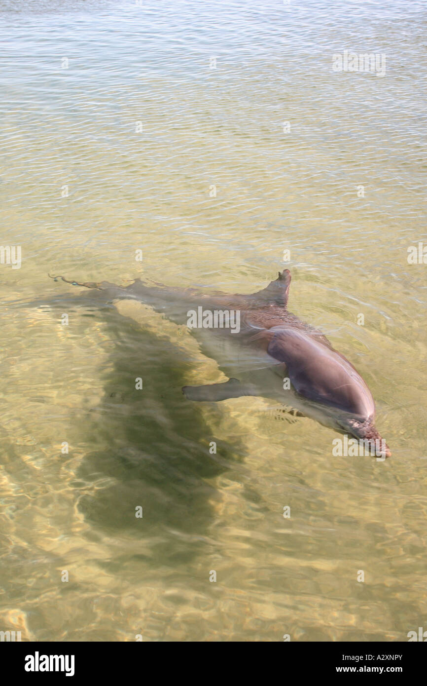 Bottlenosed Dolphin Monkey Mia West Australia Stock Photo - Alamy