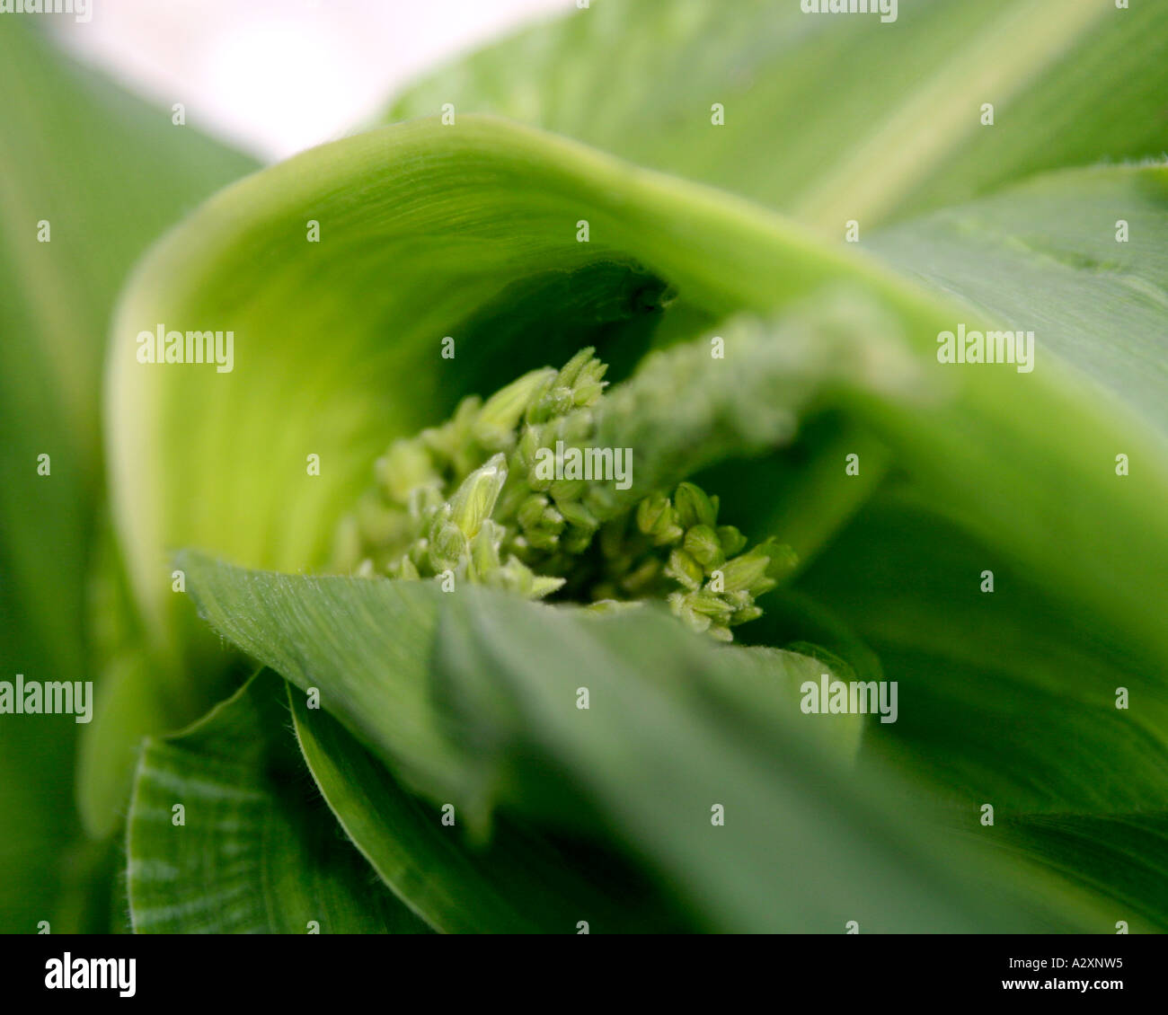 Close-up of growing corn on the cob – Sweetcorn Stock Photo - Alamy