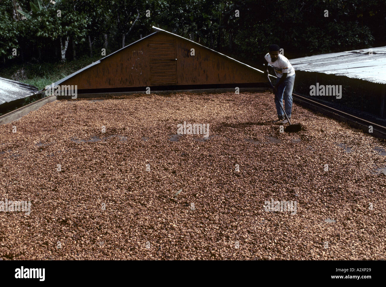 Underpaid workers on a cocoa plantation rakes out cocoa seeds to dry in ...