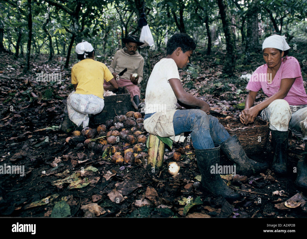 A family shells cocoa pods for the cocoa nuts on a cocoa plantation ...