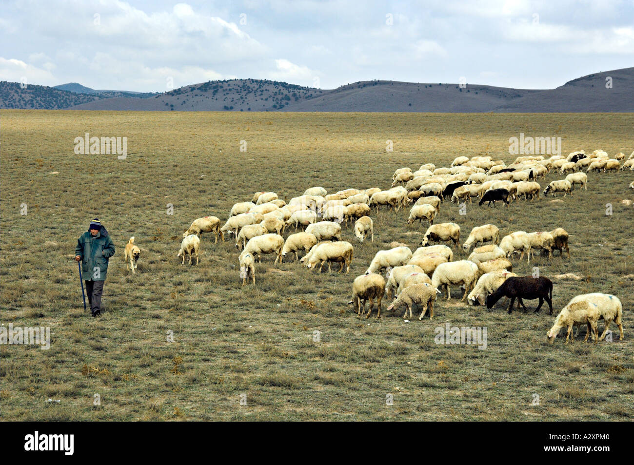 A shepherd in a pasture in rural Turkey with his flock of sheep Stock ...