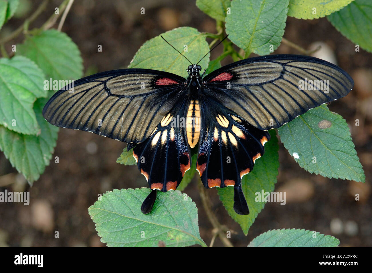 Emperor Swallowtail Butterfly papilio ophidicephalus Stock Photo - Alamy