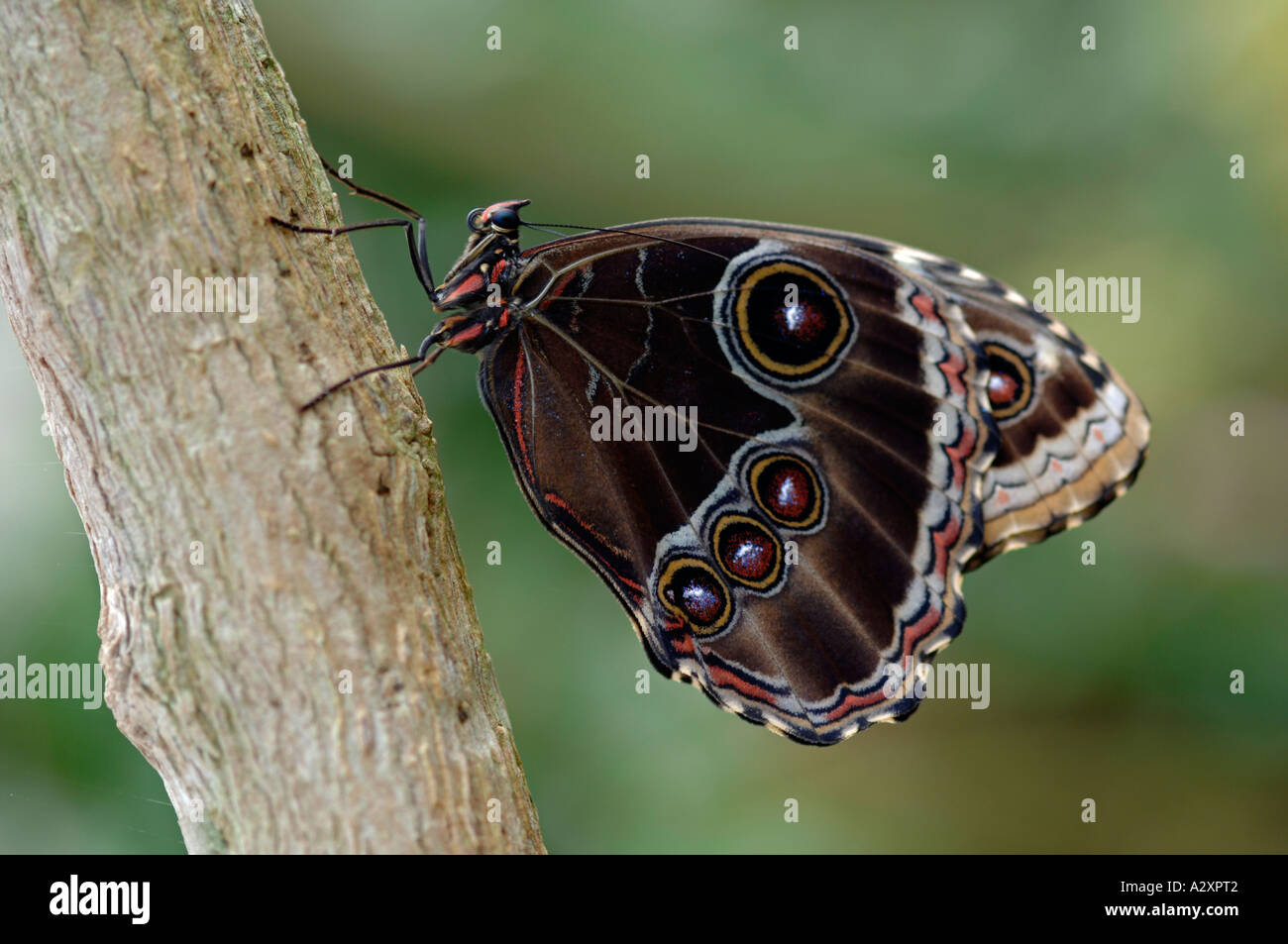 Blue Morpho, Morpho peleides, Morphidae, Belize Stock Photo - Alamy