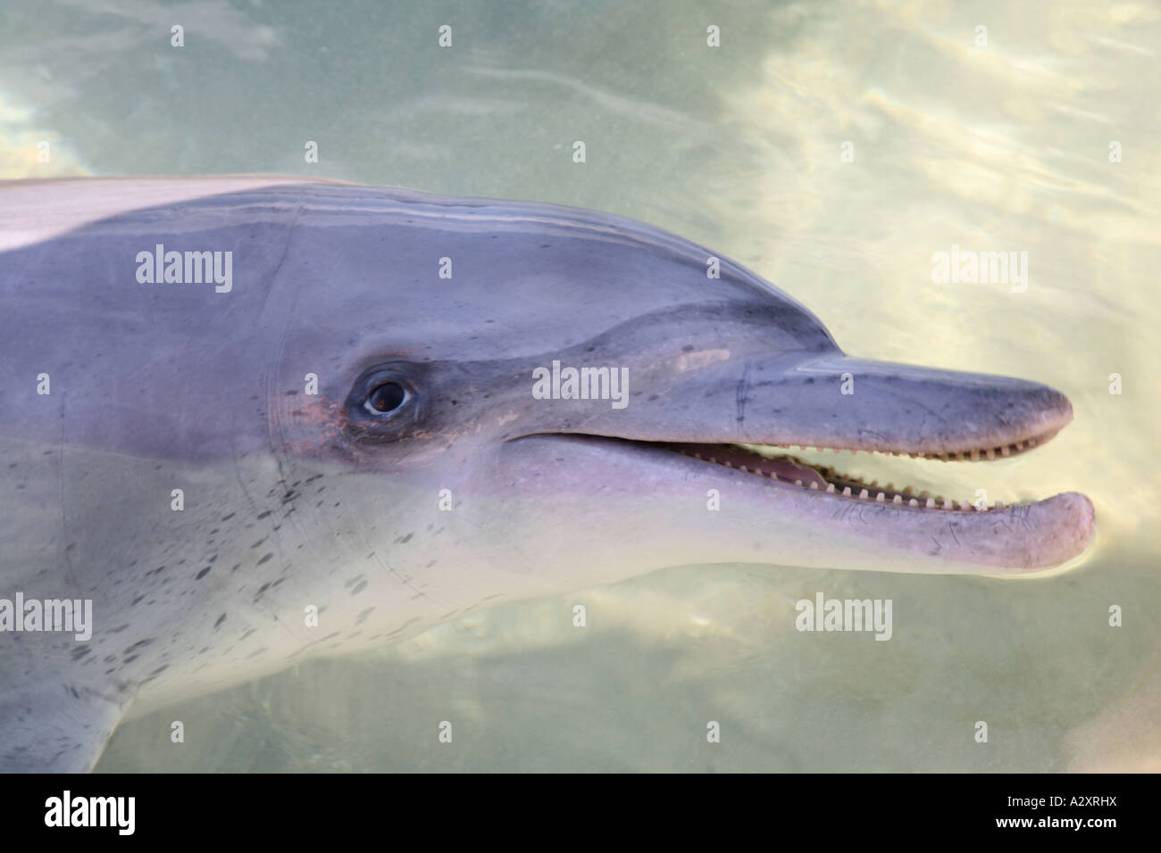 Bottlenosed Dolphin Monkey Mia West Australia Stock Photo - Alamy