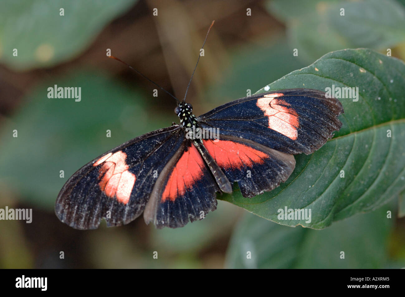 Postman butterfly (Heliconius melpomene) South American species Stock ...