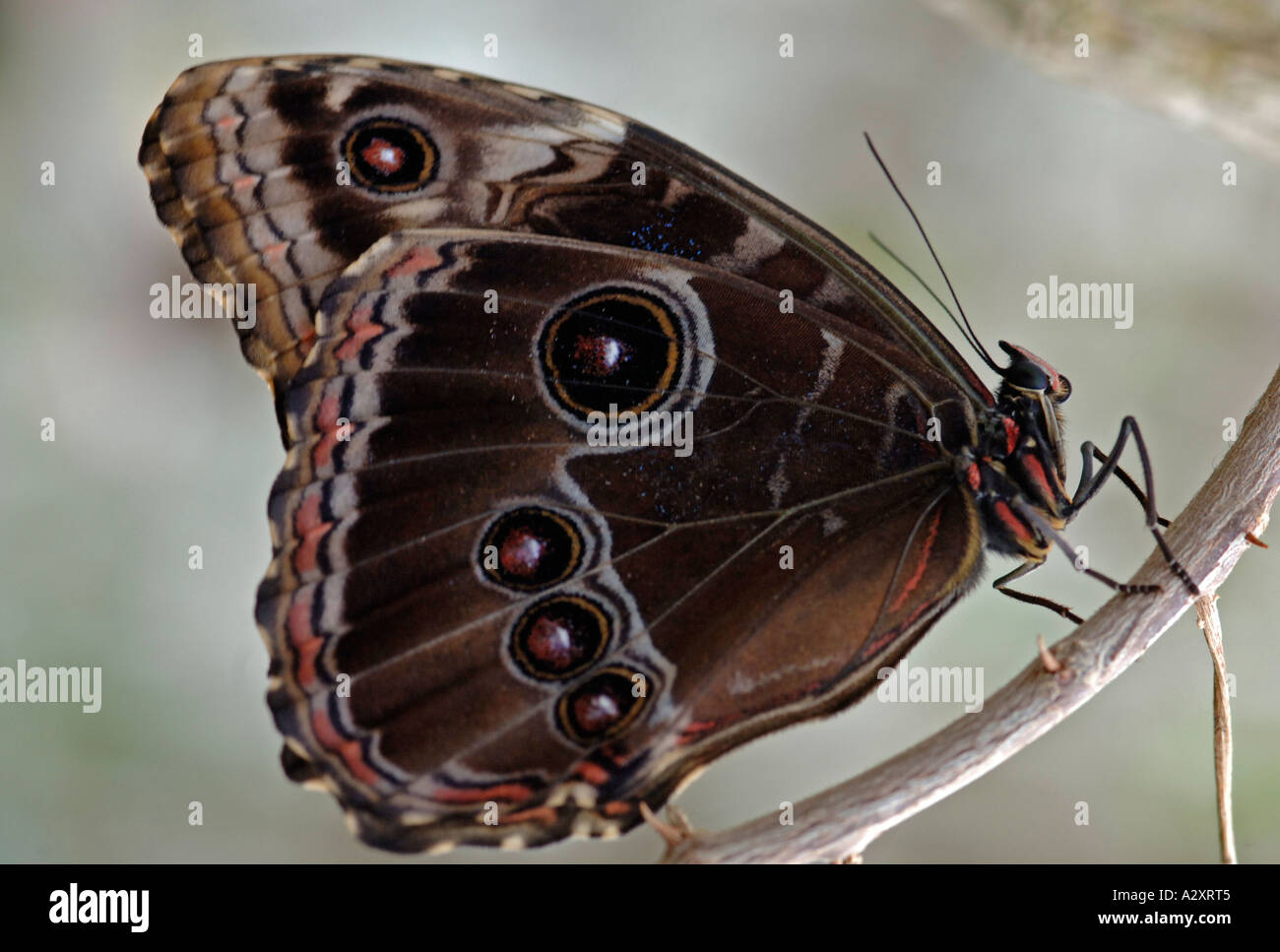 Blue Morpho, Morpho peleides, Morphidae, Belize Stock Photo - Alamy