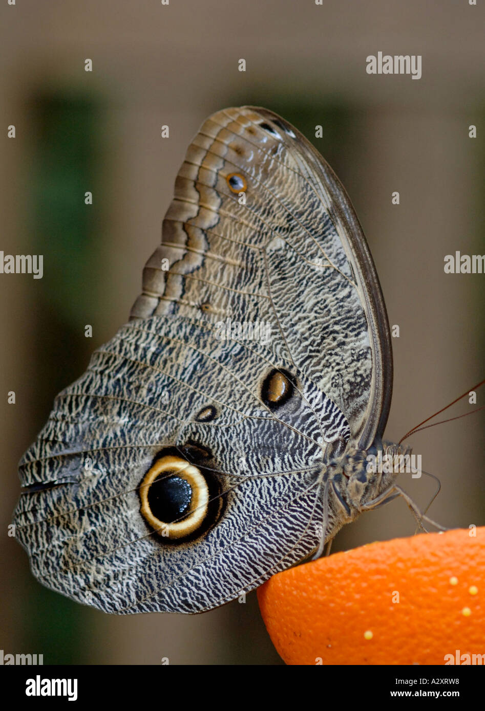 Owl Butterfly Caligo Eurilochus or Caligo memnon Brushfoot family from ...