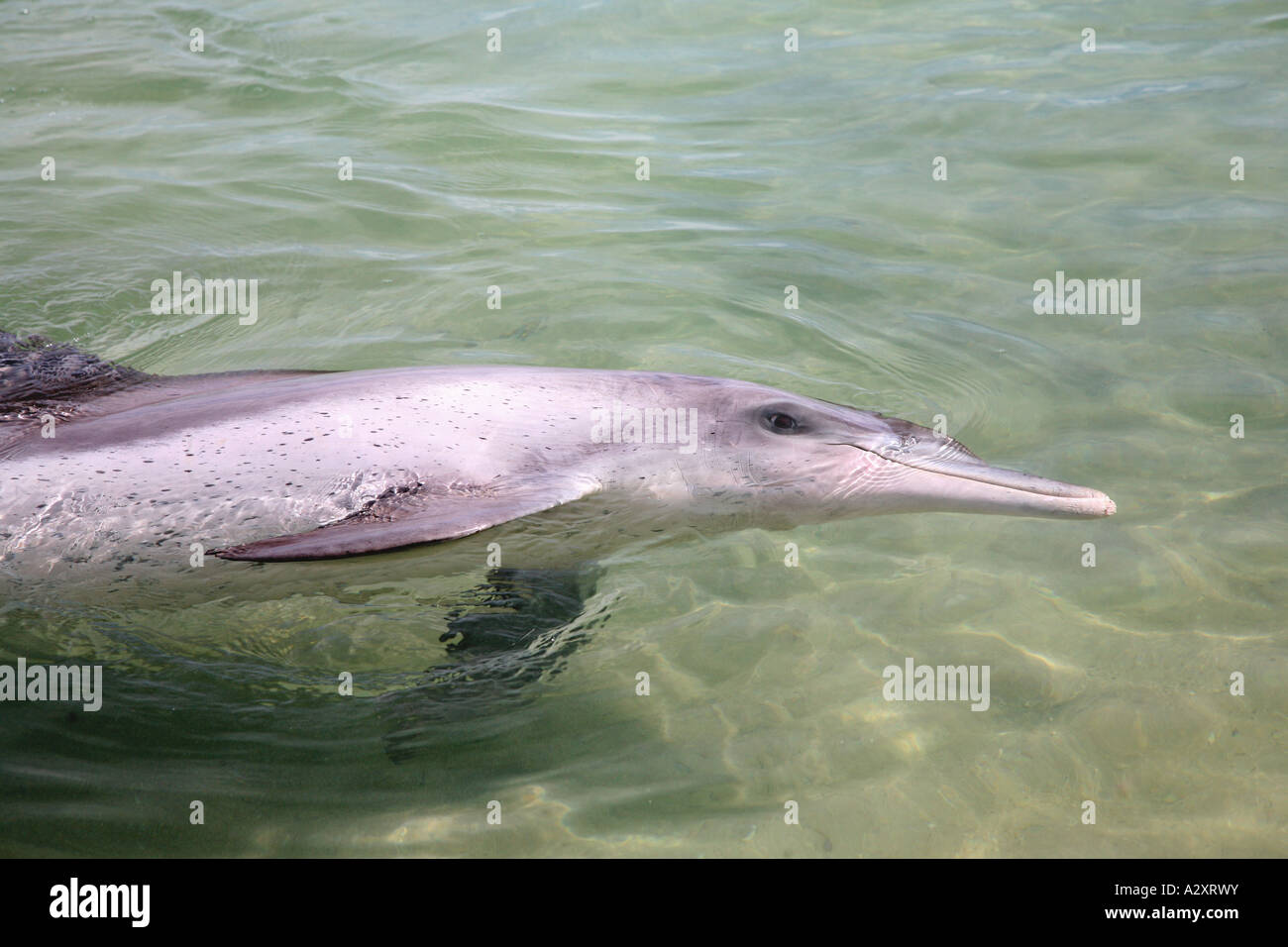 Bottlenosed Dolphin Monkey Mia West Australia Stock Photo - Alamy