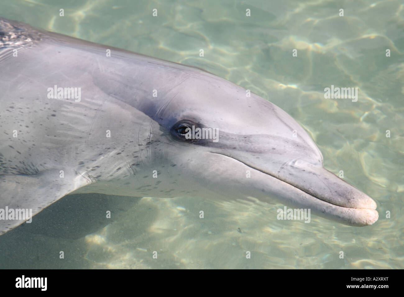 Bottlenosed Dolphin Monkey Mia West Australia Stock Photo - Alamy