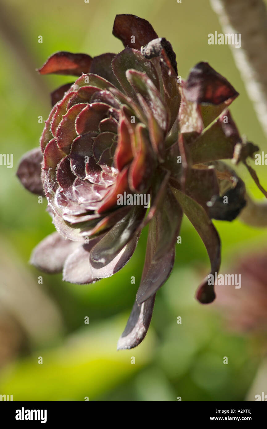 Spanish flower close up Stock Photo - Alamy
