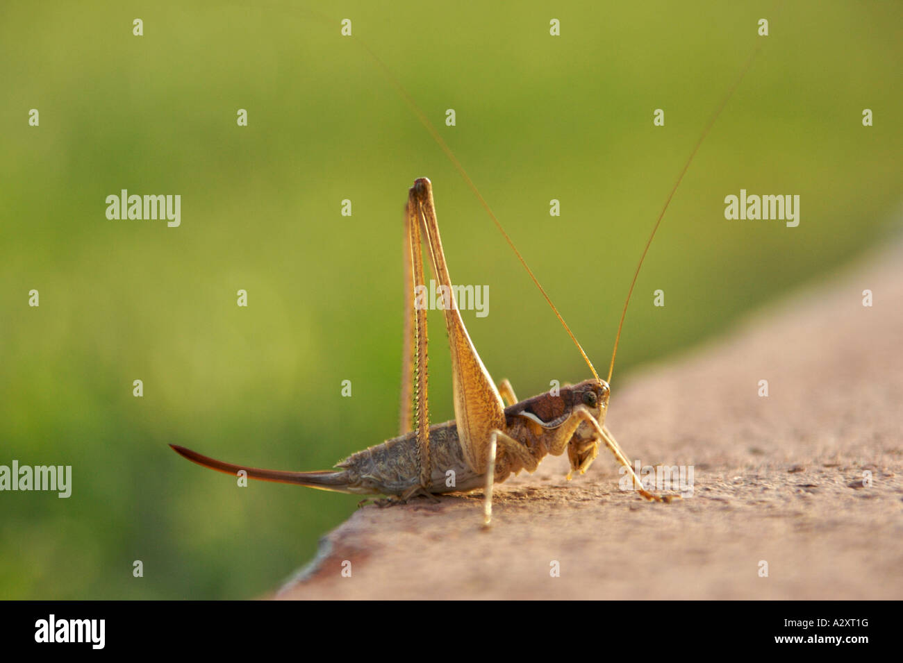 cricket on the step Stock Photo - Alamy
