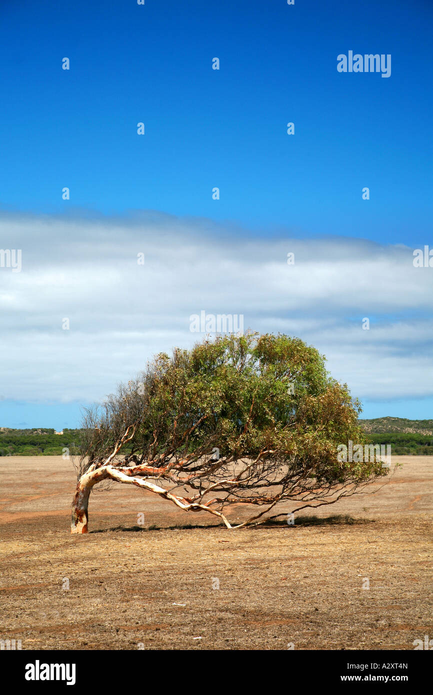 Leaning tree Greenough west australia Stock Photo - Alamy