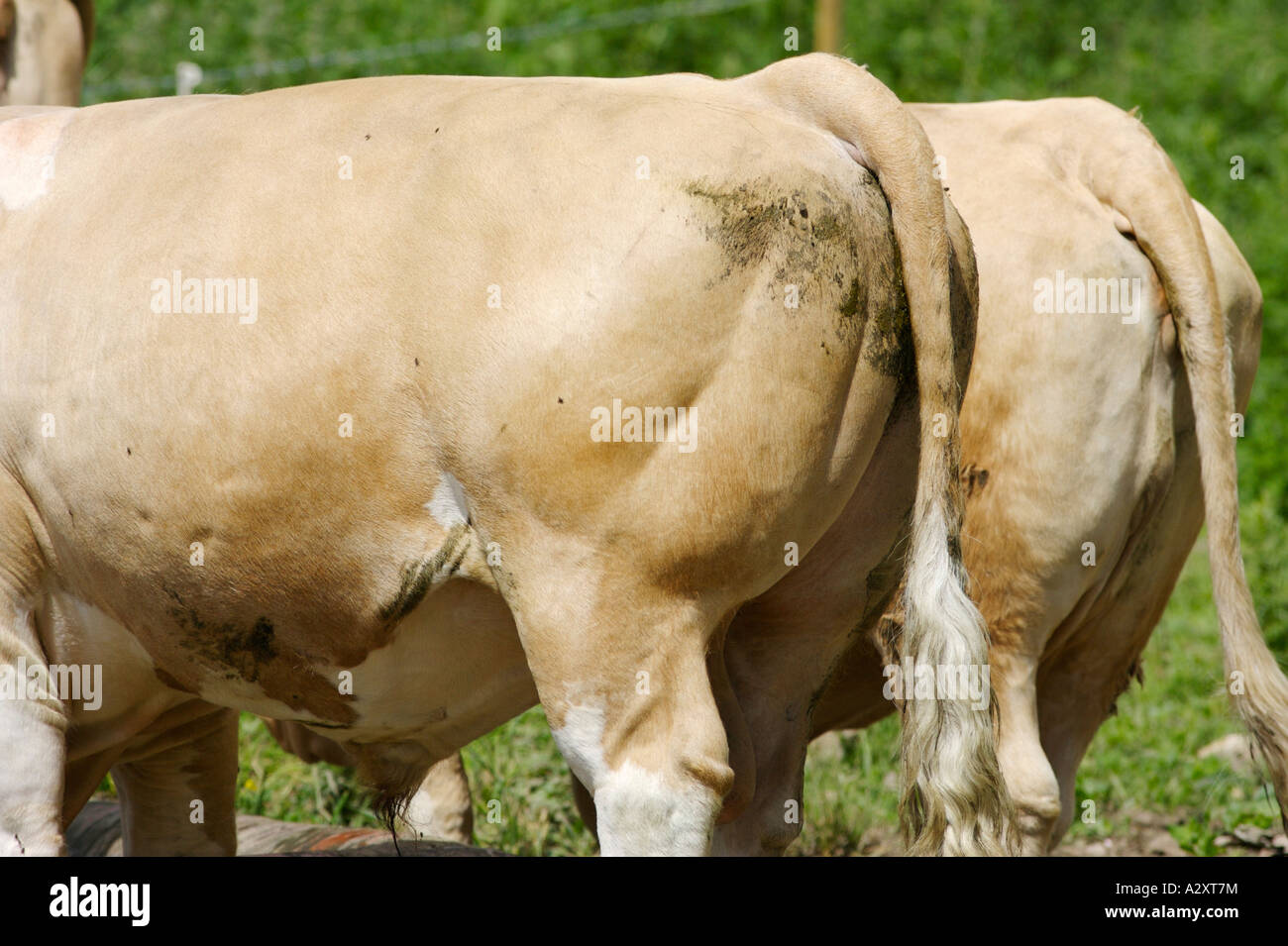 Two Cows Standing Stock Photo - Alamy