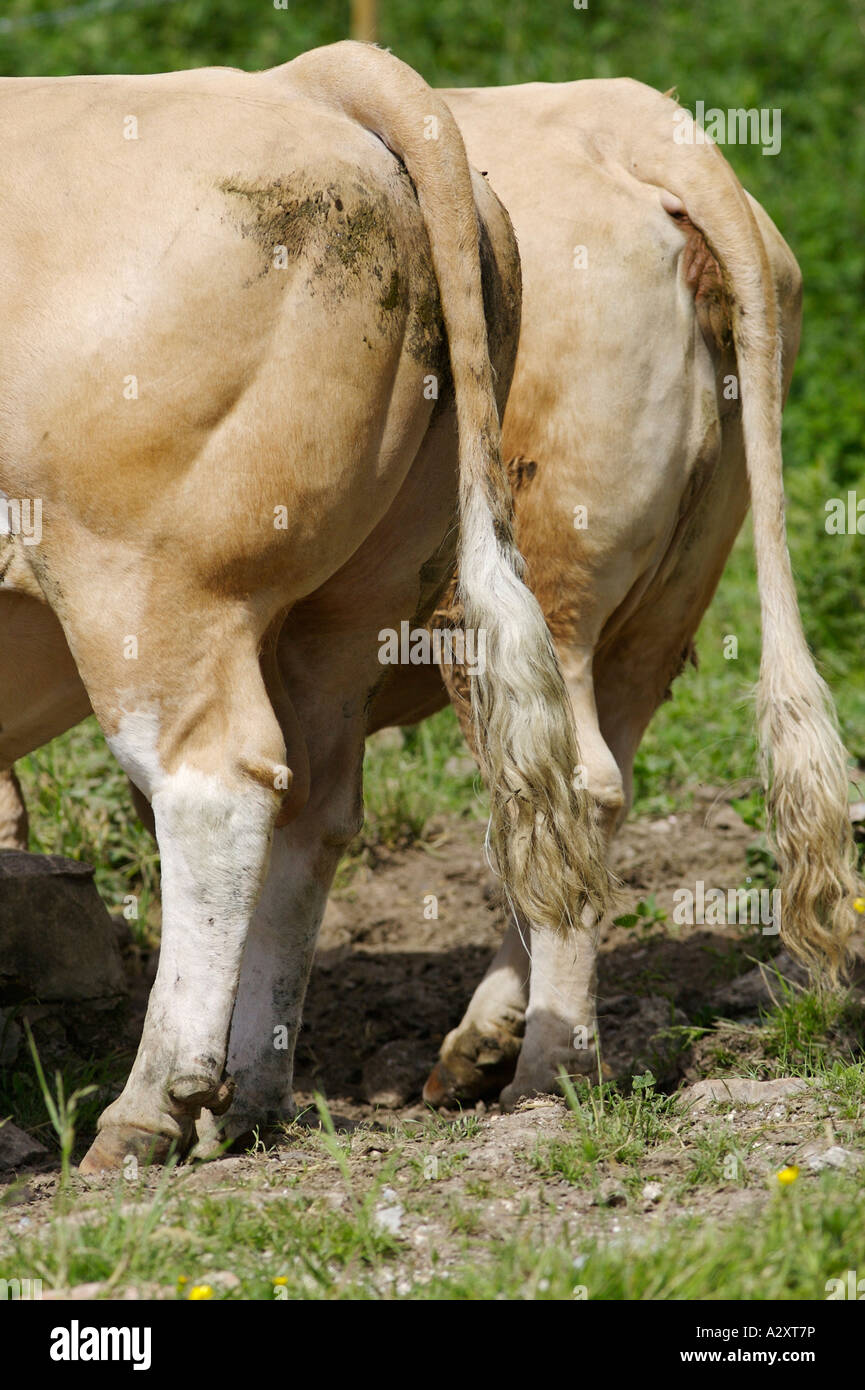 Cows rump hi-res stock photography and images - Alamy