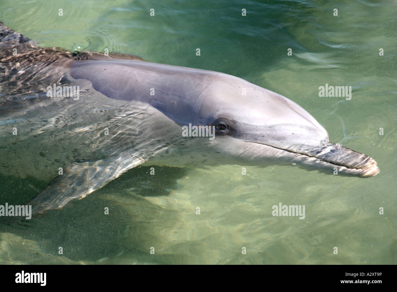 Bottlenosed Dolphin Monkey Mia West Australia Stock Photo - Alamy