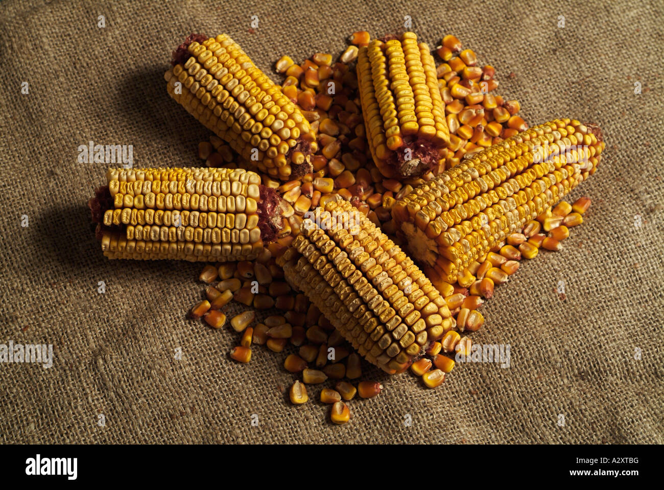 Dried Corn on the Cobb on a Grain Sack Stock Photo - Alamy