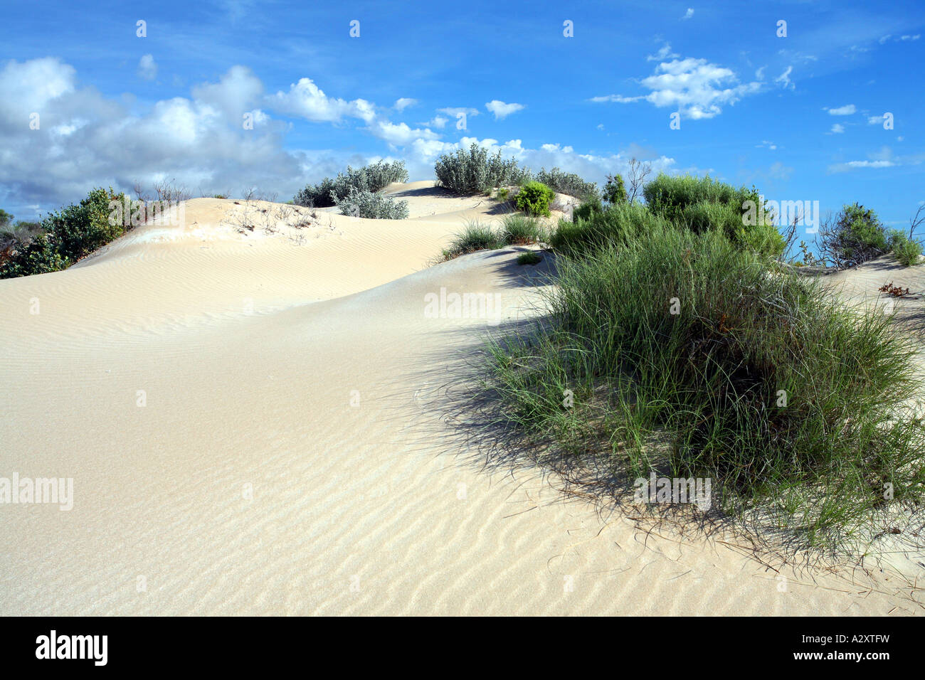 Sand dune grass western australia hi-res stock photography and images ...