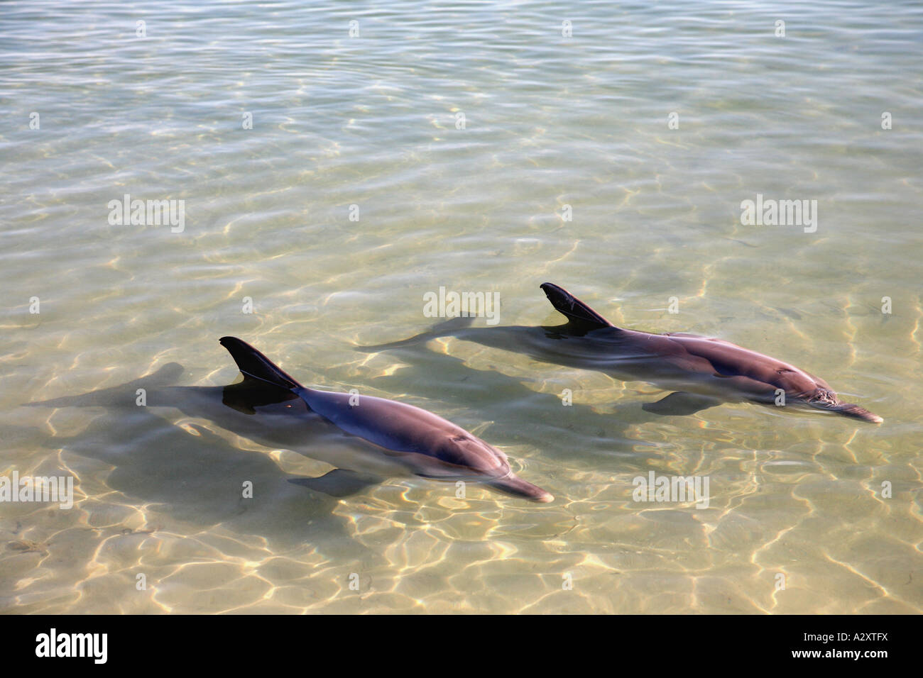 Bottlenosed Dolphin Monkey Mia West Australia Stock Photo - Alamy