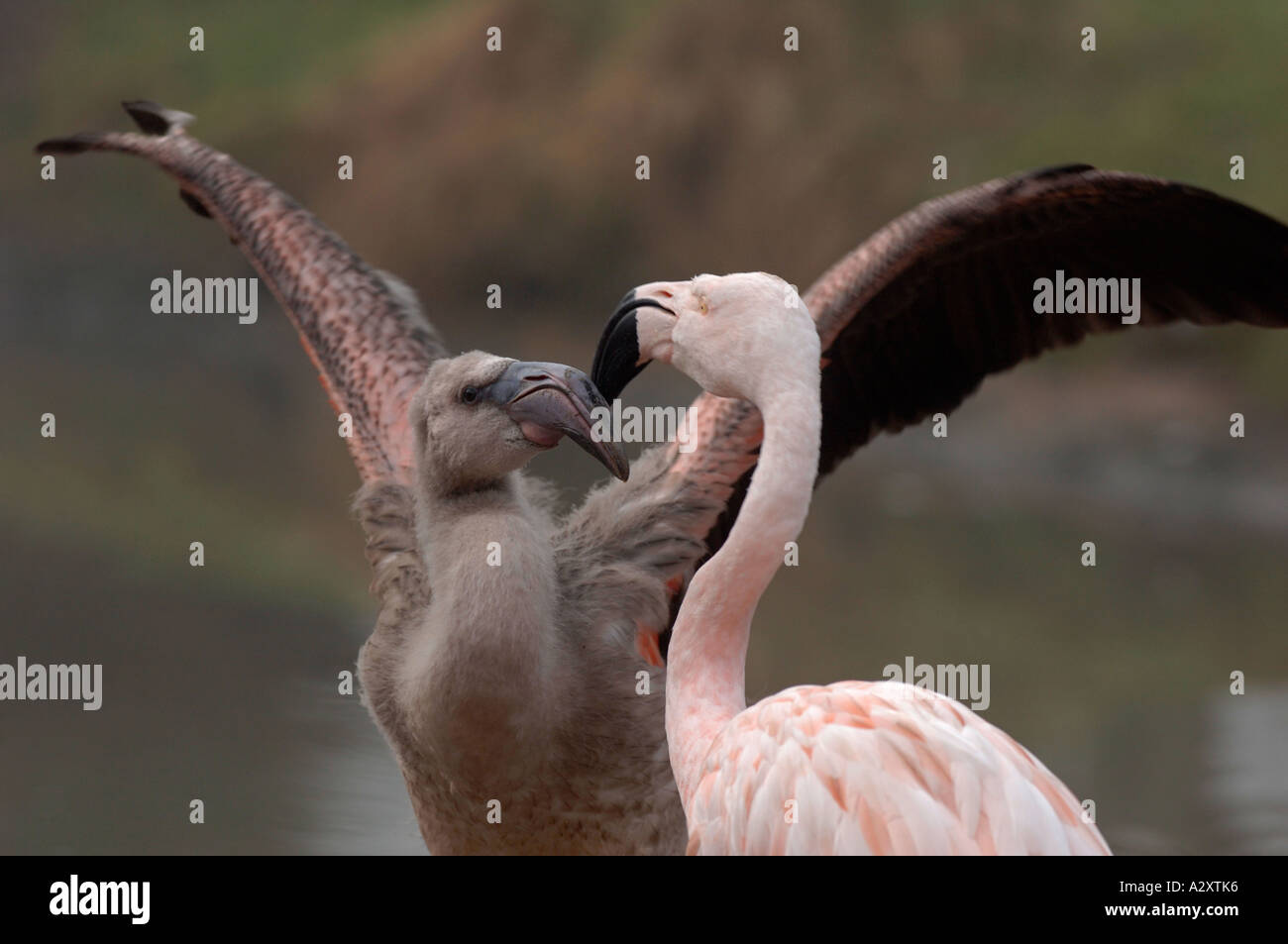 Two flamingos fighting Stock Photo - Alamy
