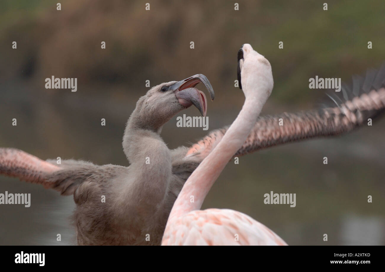 Two flamingos fighting Stock Photo - Alamy