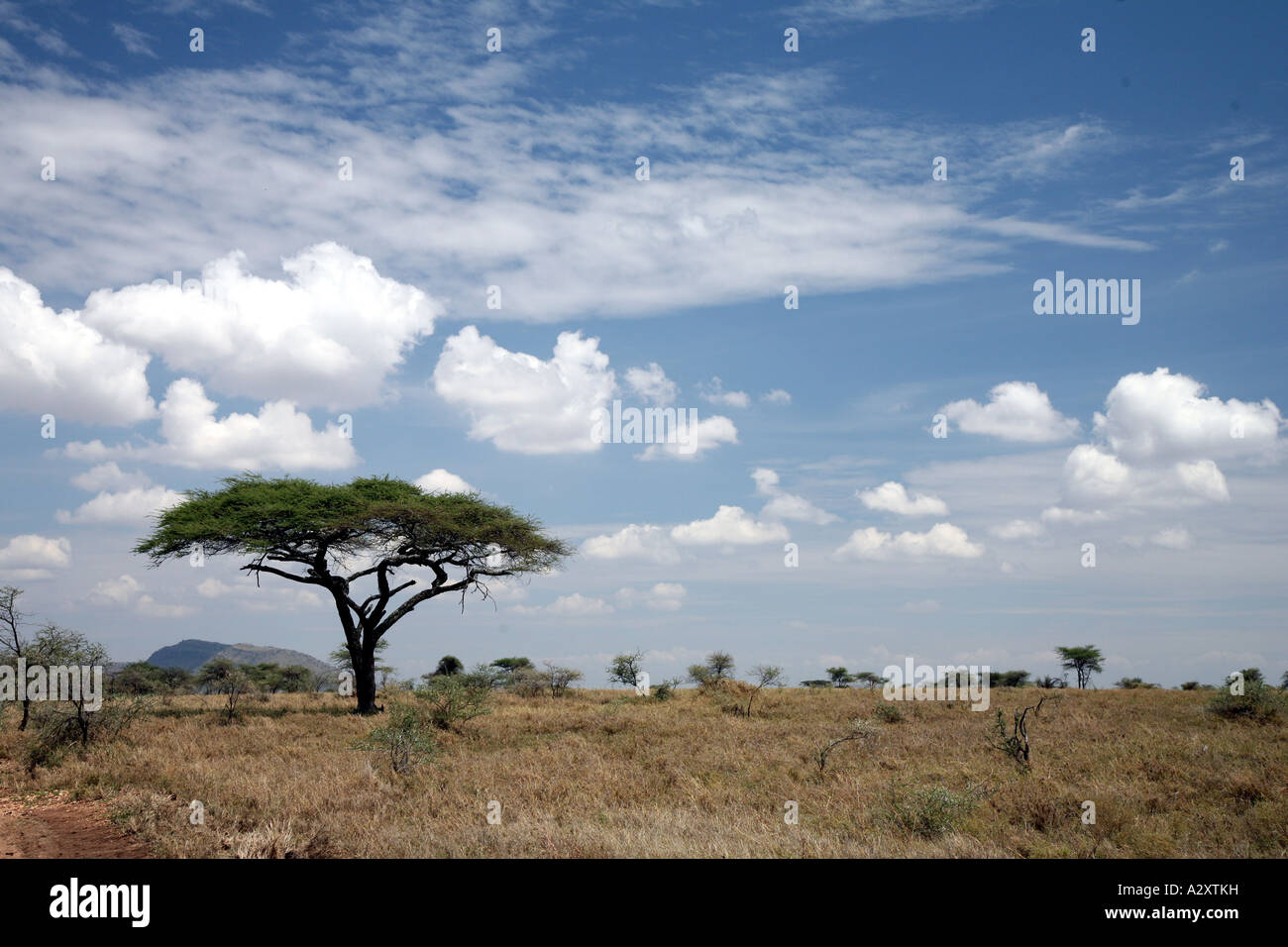Serengeti acacia trees tanzania Stock Photo - Alamy