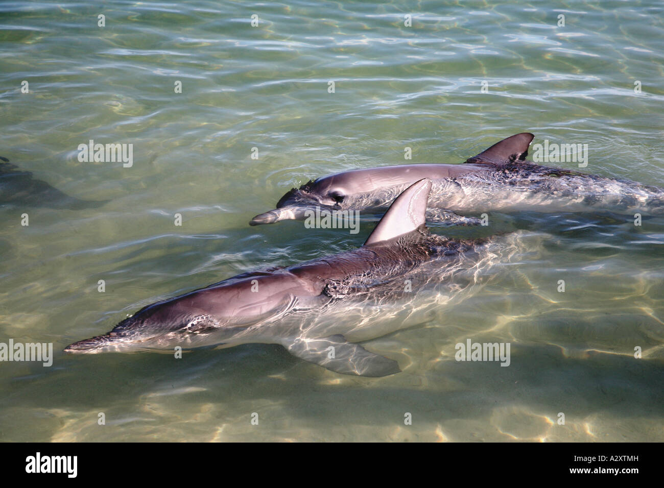 Bottlenosed Dolphin Monkey Mia West Australia Stock Photo - Alamy