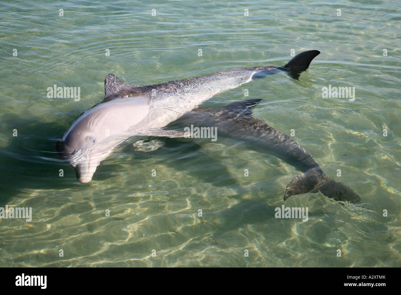Bottlenosed Dolphins Monkey Mia West Australia Stock Photo - Alamy