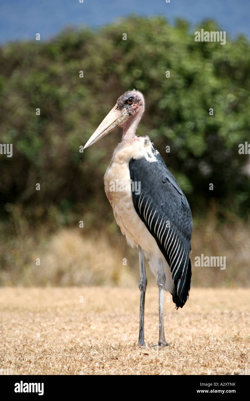 Maribou stork hi-res stock photography and images - Alamy