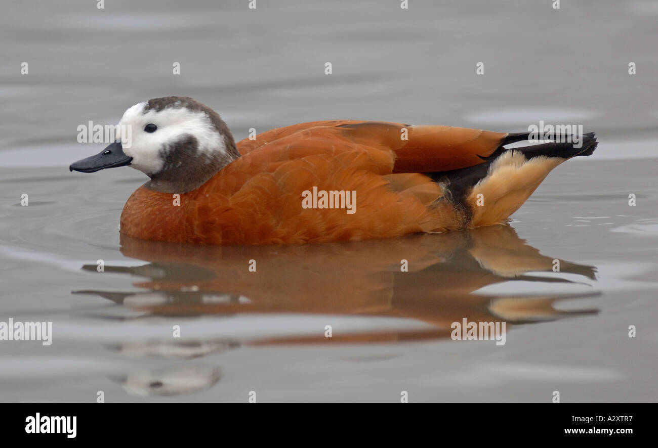 Female Cape Shelduck (Tadorna cana Stock Photo - Alamy