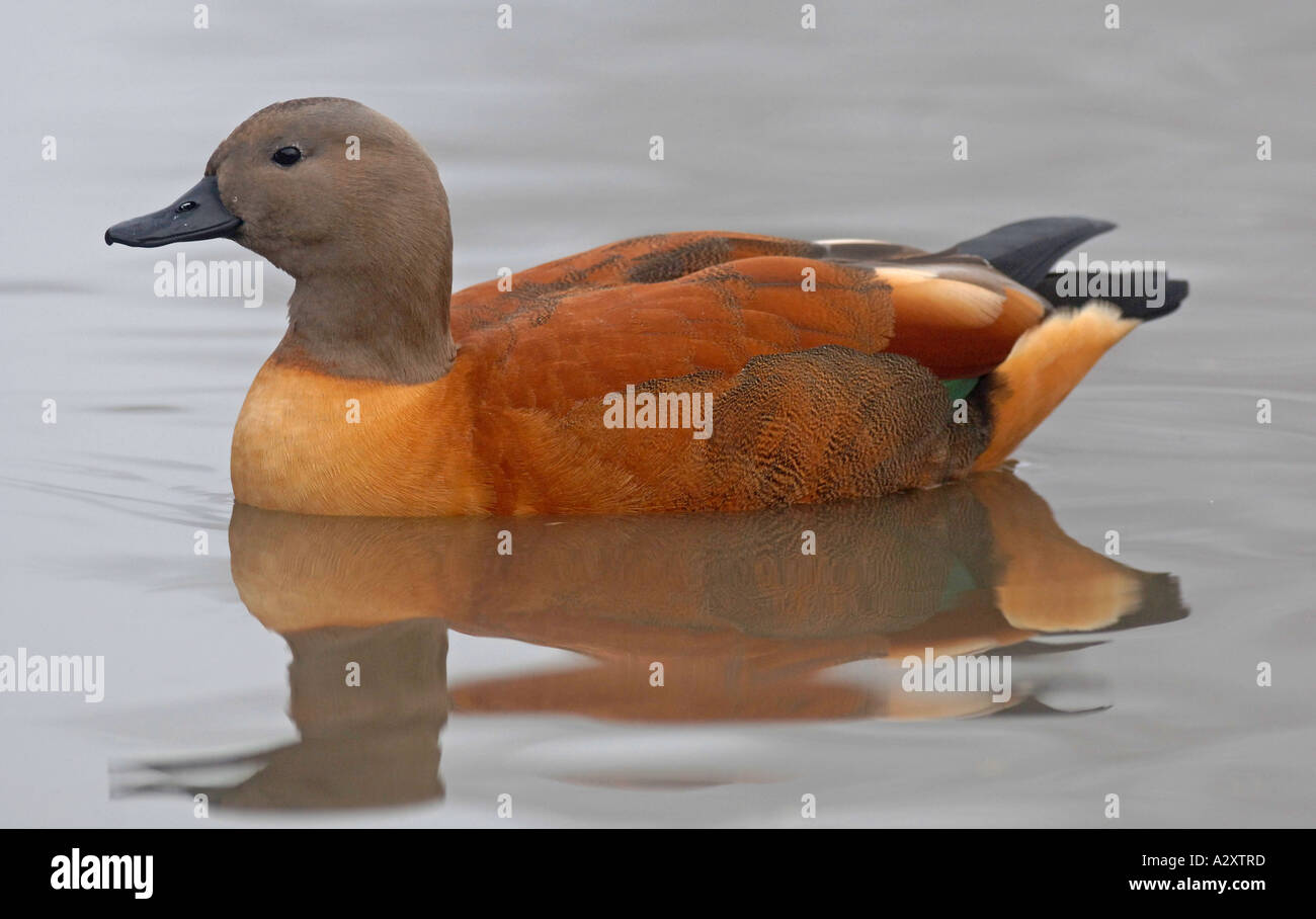 Cape shelduck hi-res stock photography and images - Alamy
