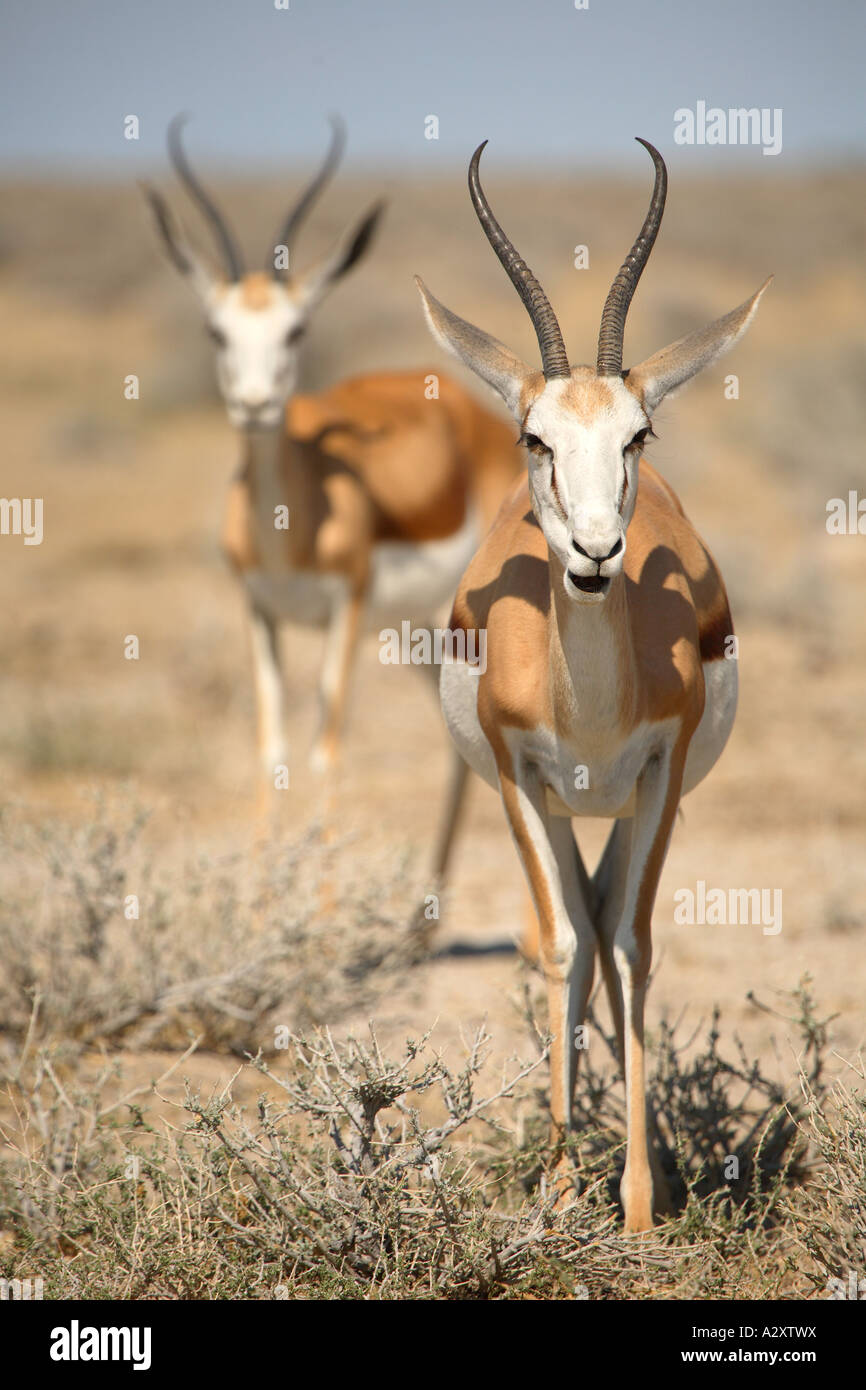 Springbok in Etosha Stock Photo - Alamy